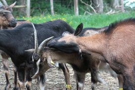 Goat Body Language FAQ - Goat Journal